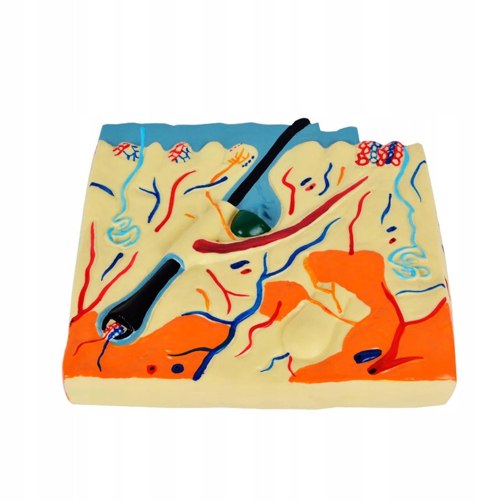 Simulated Enlarged Skin Structure Anatomy Dermatology/Dermatological ...