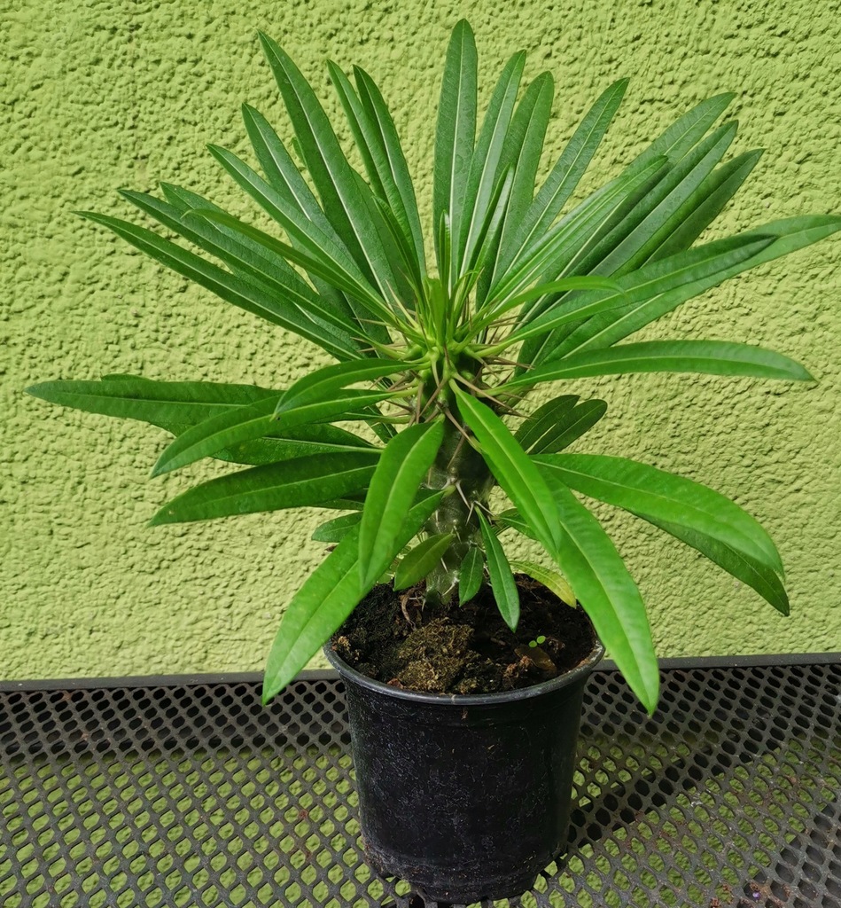 PACHYPODIUM - 2 W 1 !!! KAKTUS + PALMA MINI !!! - 12432394787 ...