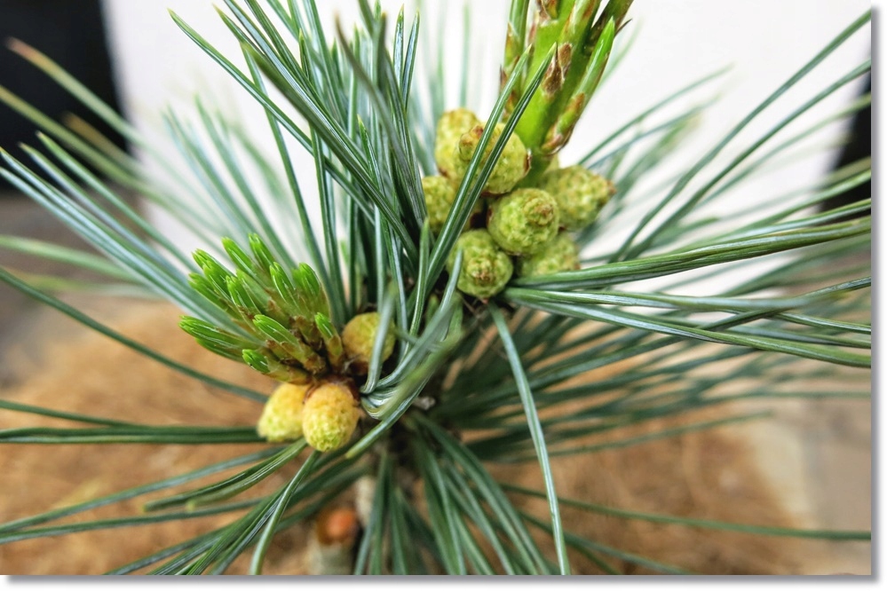 Pinus peuce 'Pacific Blue' - Unikat !!! - 12249852882 - oficjalne ...