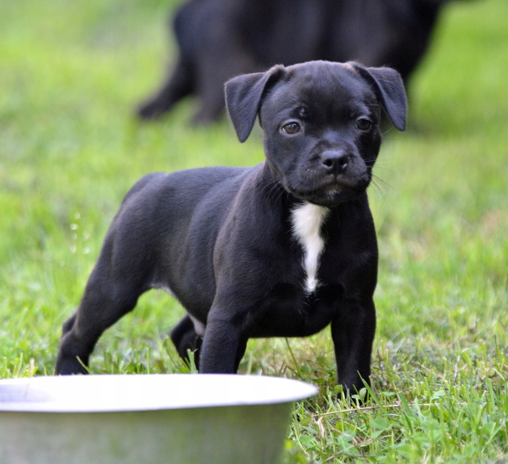 Staffordshire bull terrier, staffik, FCI/ZKWP - 8490441447 - oficjalne ...