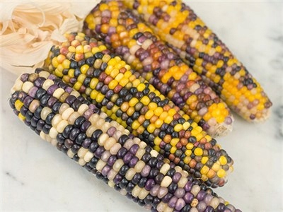 Kolorowa Kukurydza Cherokee Long Ear Popcorn - 7676280469 - oficjalne ...