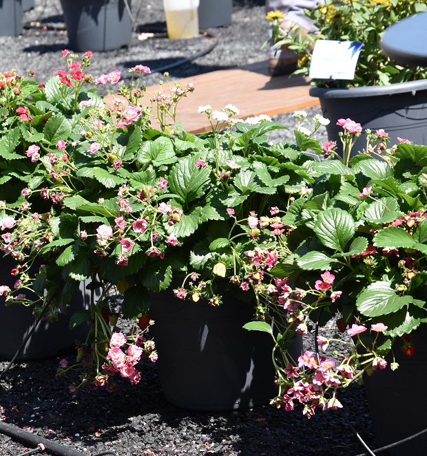 Truskawka zwisająca Fragoo Summer Breeze CHERRY BLOSSOM - 15167305588 ...