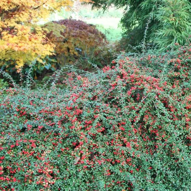 Irga dammera Coral Beauty okrywowa zimozielona p9 - 13860297940 - oficjalne archiwum Allegro