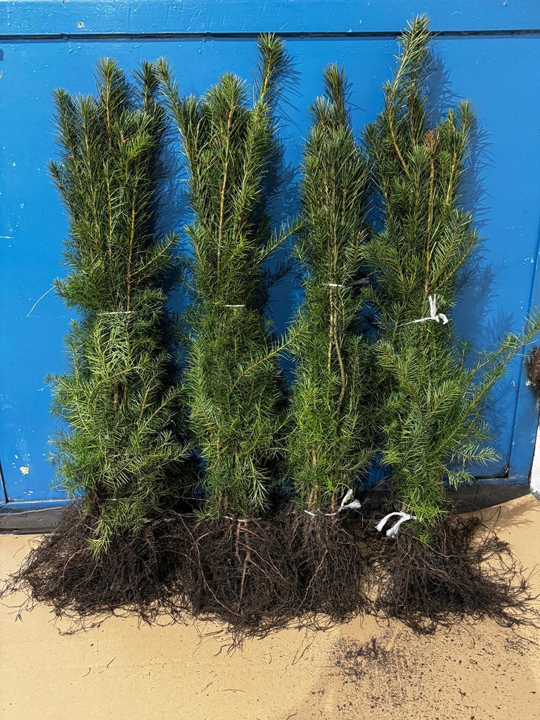 Daglezja zielona sadzonki na żywopłot 30-50cm SZKÓŁKOWANA - 15241446750 ...