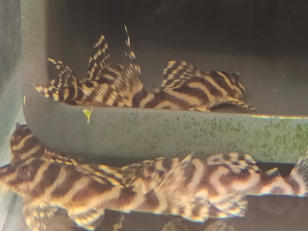 Glonojad Hypancistrus sp. L236 basic - 12649251326 - oficjalne archiwum ...