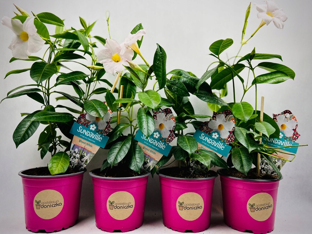 Niezwykła Sundevilla Sundaville Grand White Mandevilla (Dipladenia ...