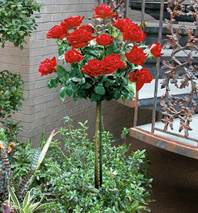 Róża pienna czerwona do donicy PA 704 AC donica - 10649752927 ...