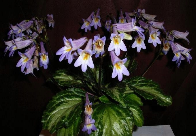 Primulina /Chirita Destiny-sadzonka - 12189050204 - oficjalne archiwum ...