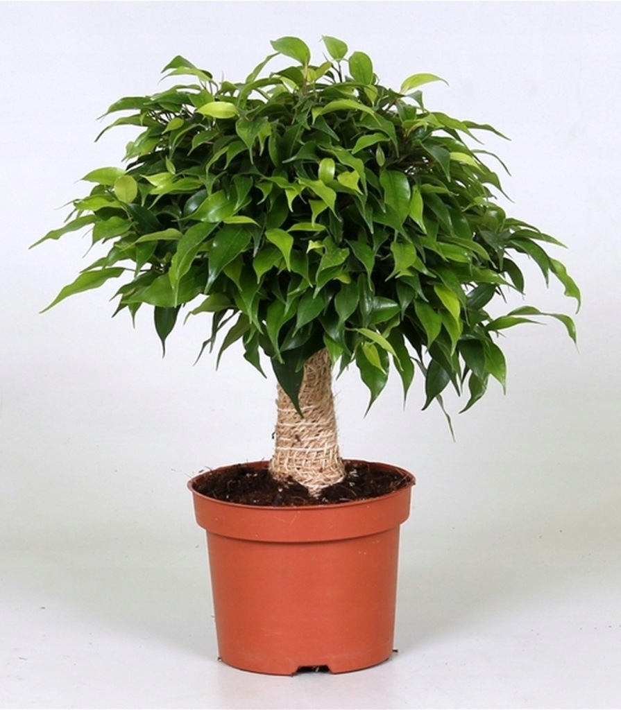 Fikus Ficus Benjamin Natasja M 30cm - 12282654280 - oficjalne archiwum ...
