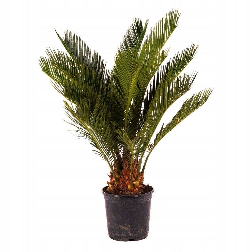 SAGOWIEC CYKAS DUŻA ŁADNA PALMA DO DOMU I NA TARAS SADZONKA 60CM XXL ...