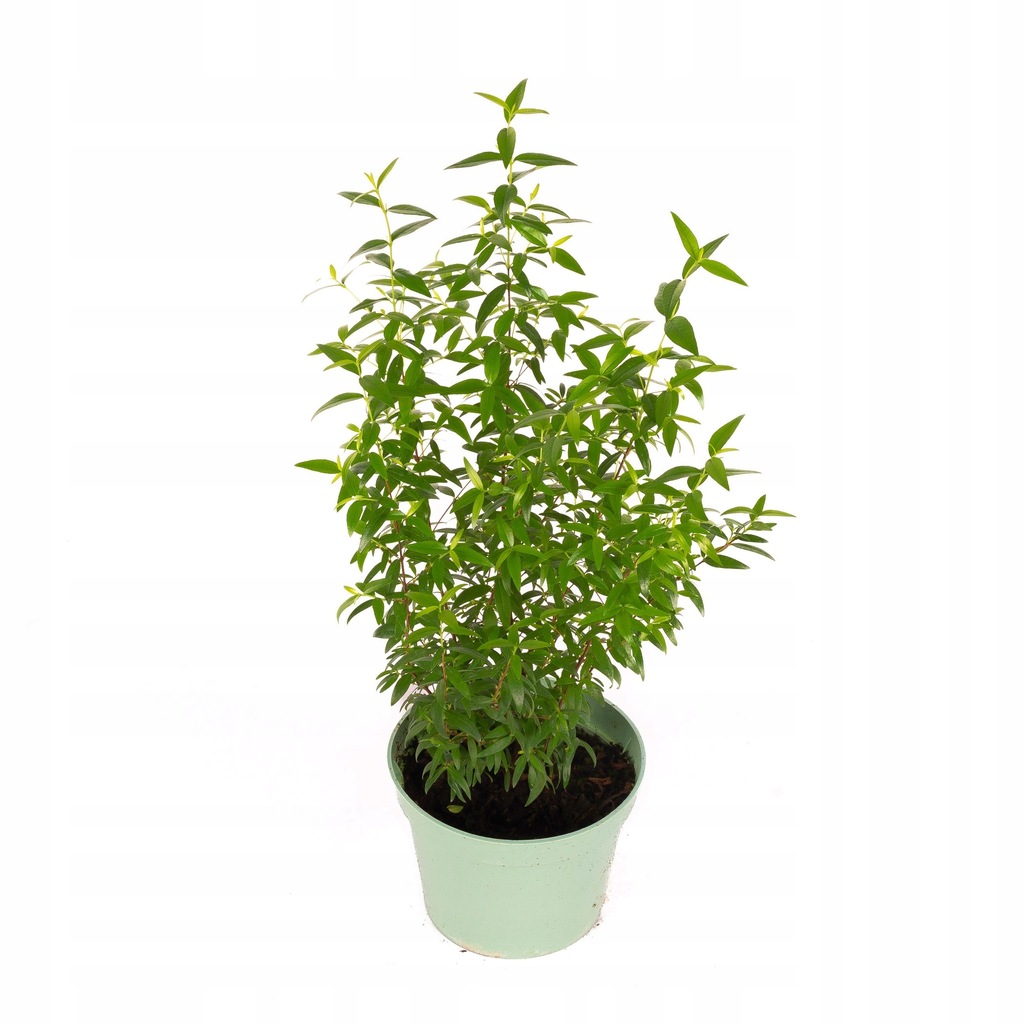 MIRT - ROŚLINA LECZNICZA I NADAJĄCA SIĘ DO KUCHNI - 12844650658 ...