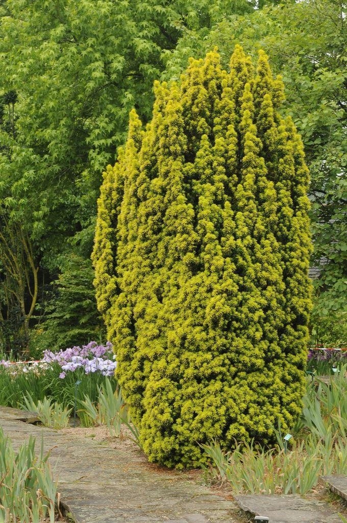 Cis pospolity 'David' Taxus baccata David+GRATIS - 8464807352 ...