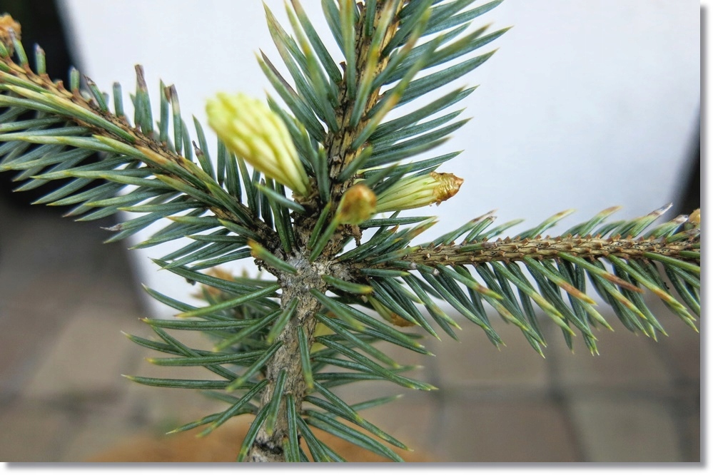 Picea pungens Neon - Rarytas !!! - 12153490808 - oficjalne archiwum Allegro