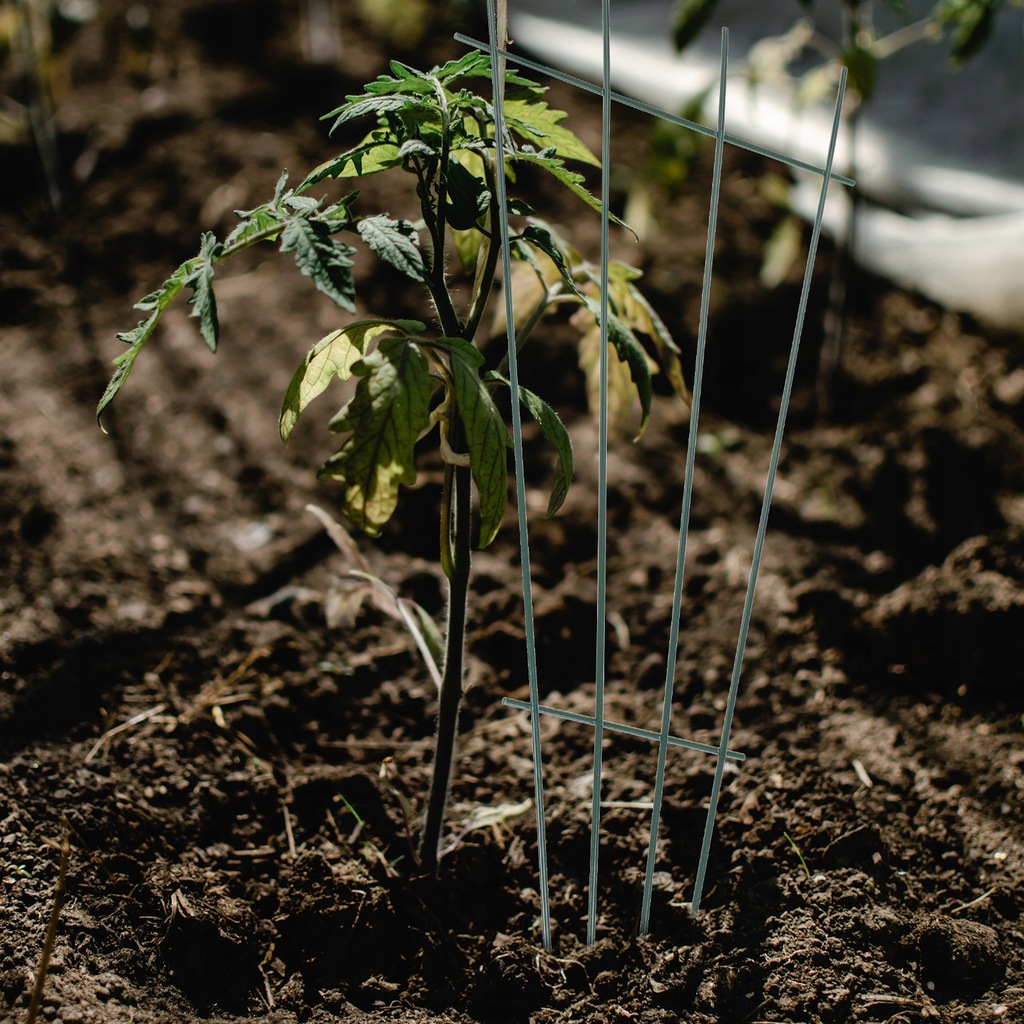 Plant Climbing Trellis Frame Tomato - 13589050795 - oficjalne archiwum ...