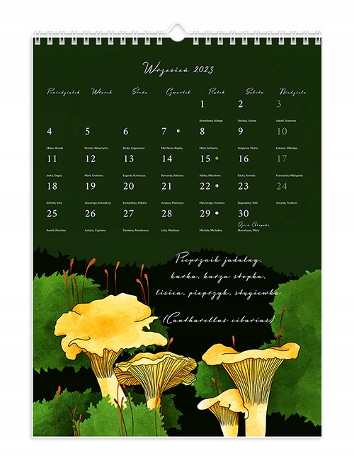 Kalendarz 2023 A3 Grzybiarza z fazami księżyca - 12752536311 ...