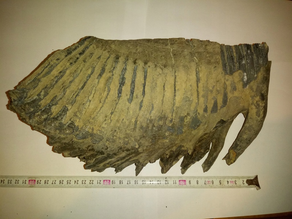 ZĄB MAMUTA SKAMIENIAŁOŚĆ - 13227617420 - oficjalne archiwum Allegro