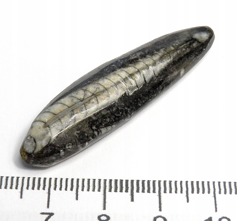 ORTHOCERAS Ortoceras, Łodzik szlifowany (49mm) Li1 - 14020416020 - oficjalne archiwum Allegro