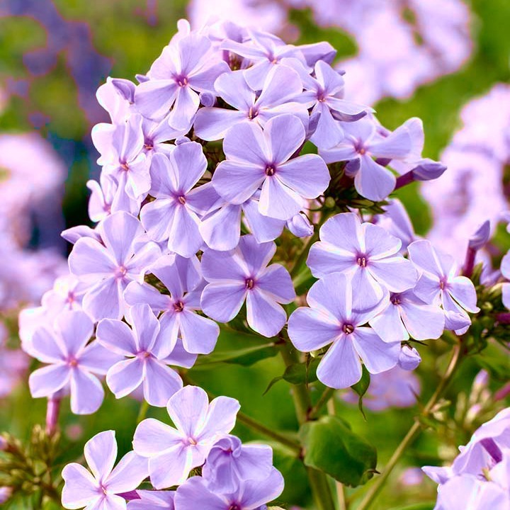 Floks - Płomyk wiechowaty - All In One - SADZONKA - 14931203387 ...