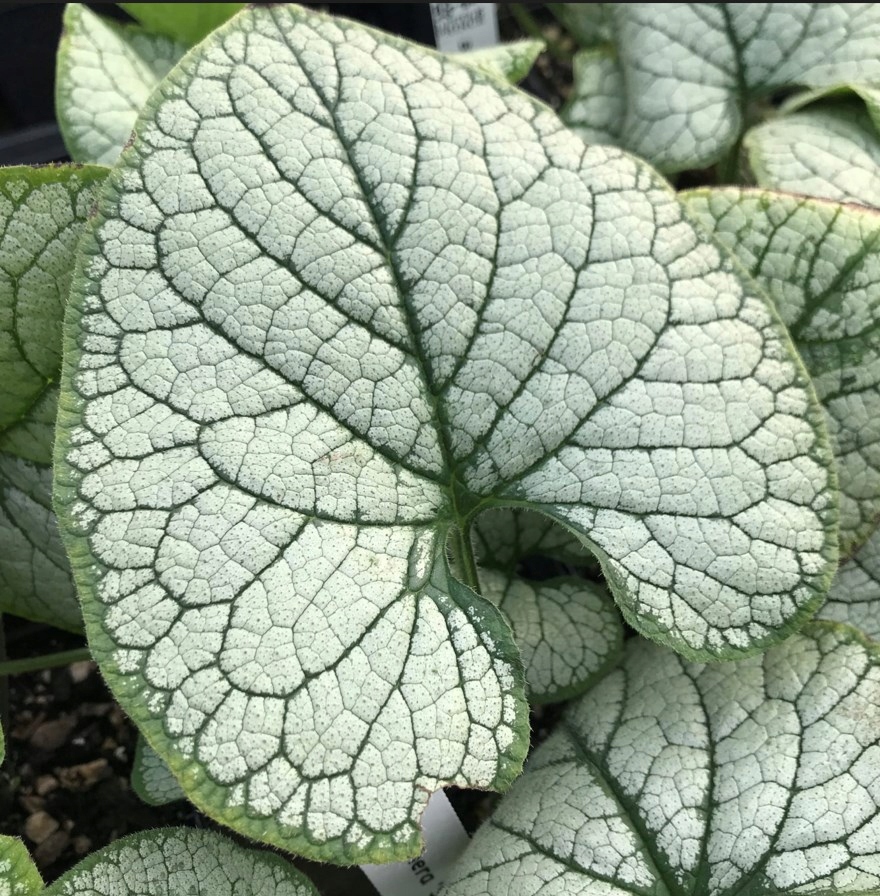 Brunnera wielkolistna SILVER HEART piękne DUŻE liście MROZOODPORNA ...