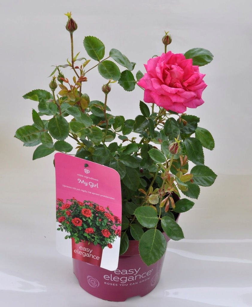 WIELOLETNI Róża Easy Elegance My Girl różowa - 11695749183 - oficjalne ...