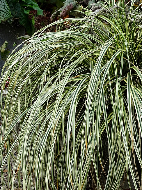 Turzyca Feather Falls opadające źdźbła Carex - 13870427079 - oficjalne ...