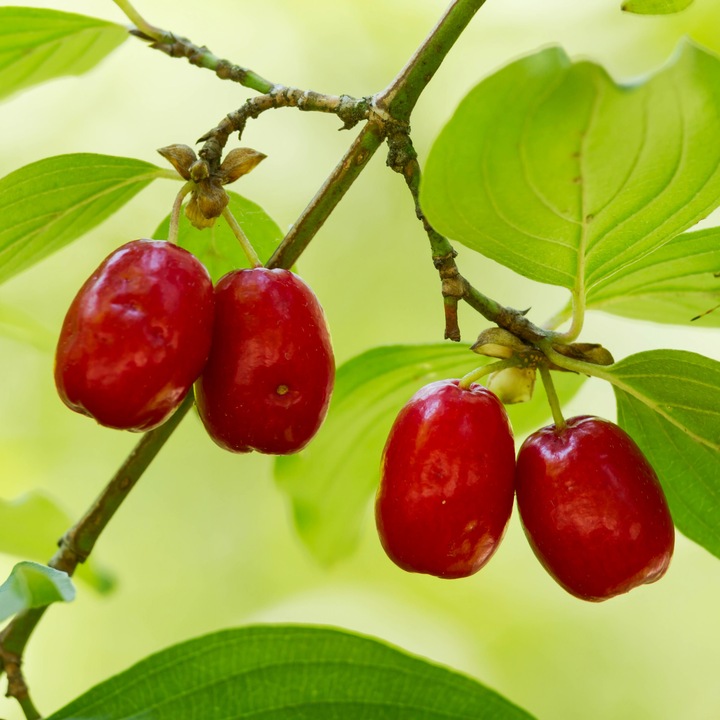 DEREŃ jadalny Miododajny Zdrowy owoc Na nalewki Sadzonki w doniczkach ...