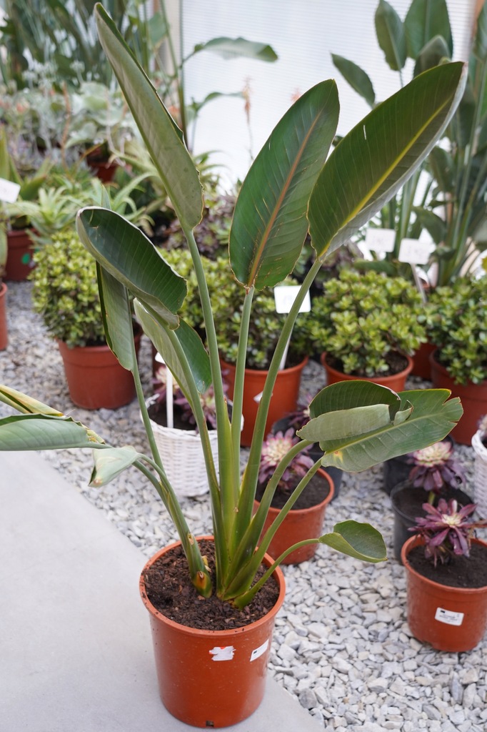 Rajski ptak / Strelicja - Monyer - 13839523460 - oficjalne archiwum Allegro