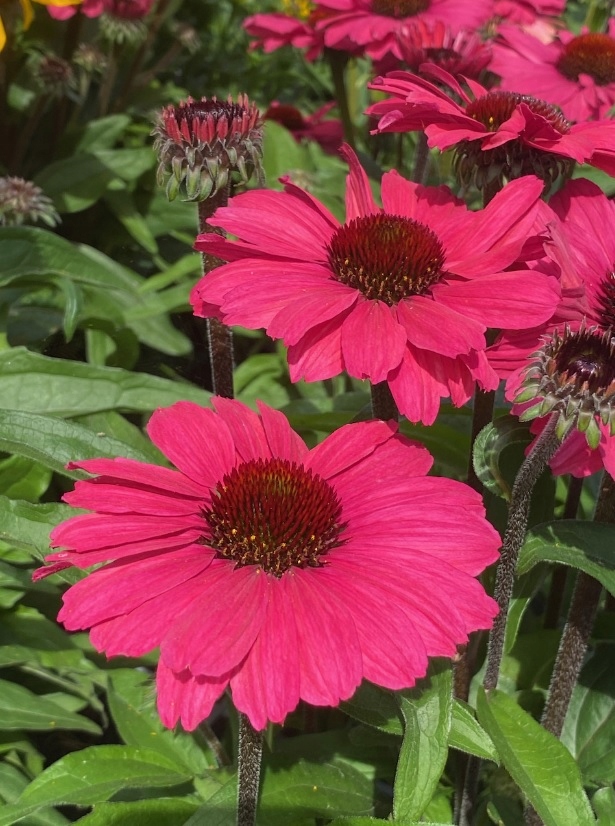 Jeżówka purpurowa Echinacea SUNSEEKERS CARMINE sadzonka C2 ...