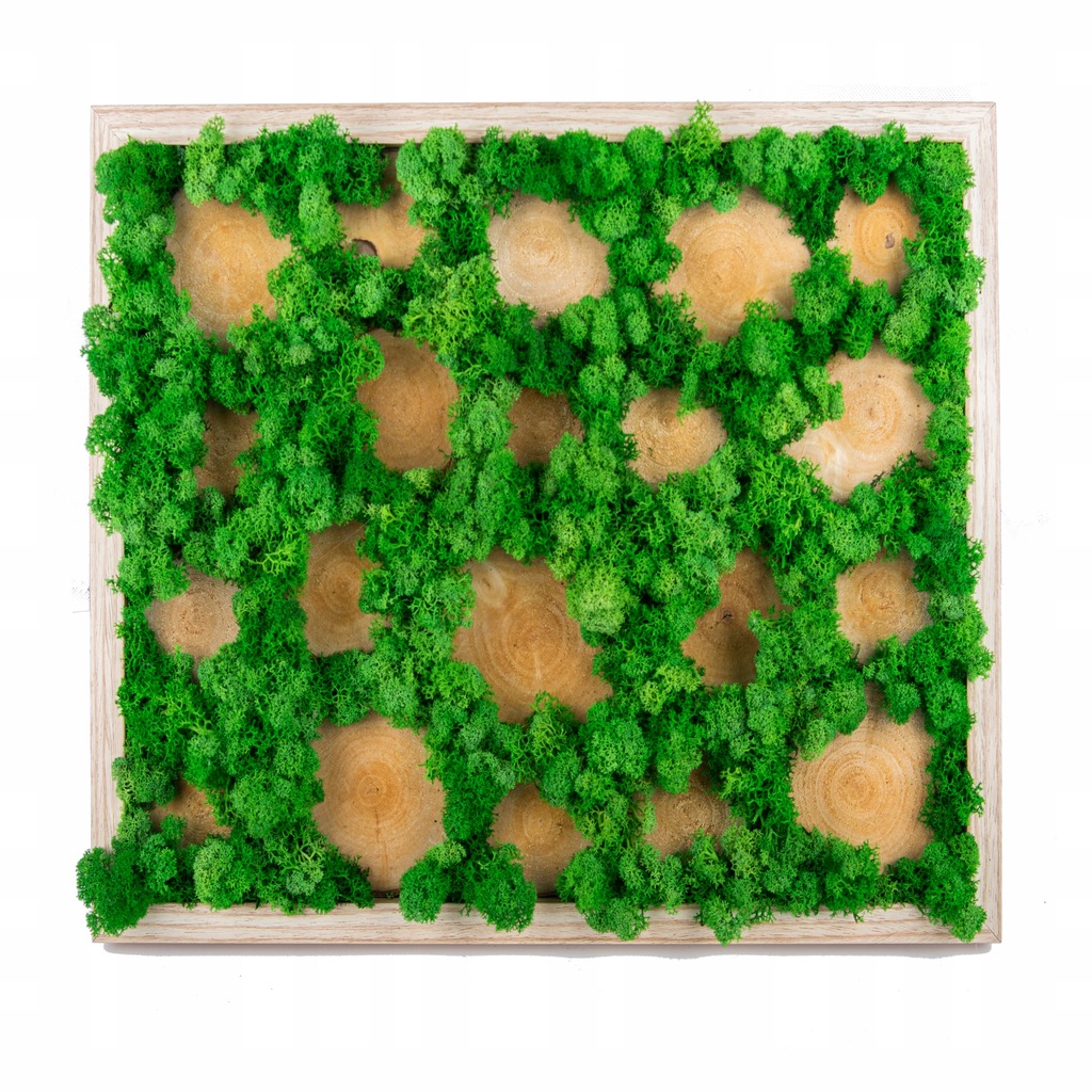 Naturalny obraz MECH chrobotek LAS W DOMU BIURZE - 11289637390 ...