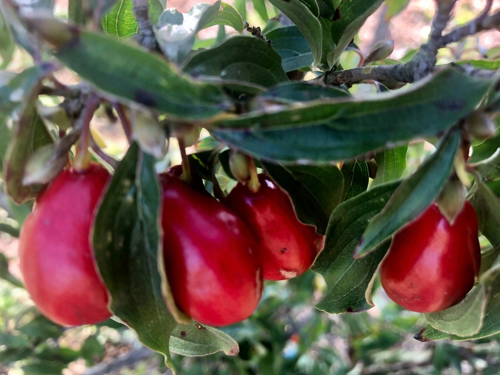 Owoce derenia jadalnego NA NALEWKI PRZETWORY - 12575097565 - oficjalne ...