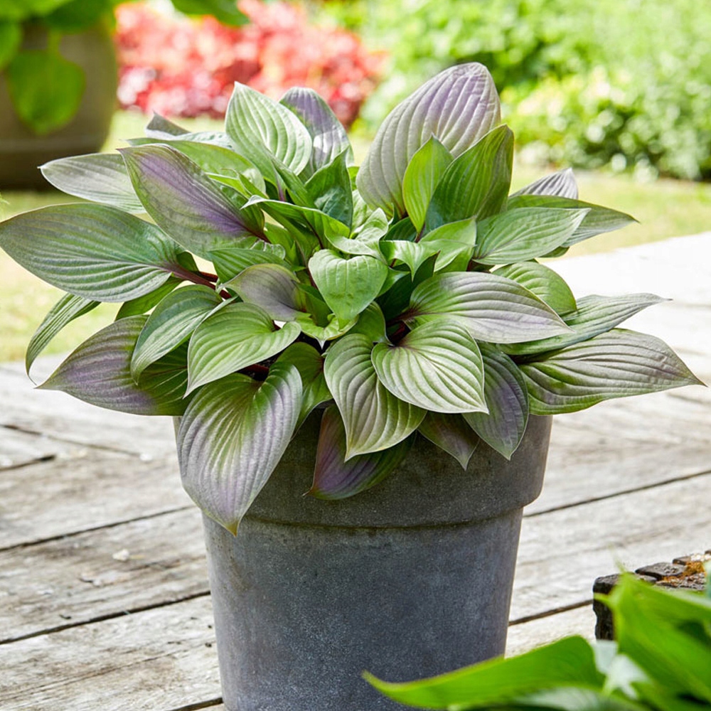 Hosta Funkia sadzonki First Blush 1 szt hosty - 13669898452 - oficjalne ...
