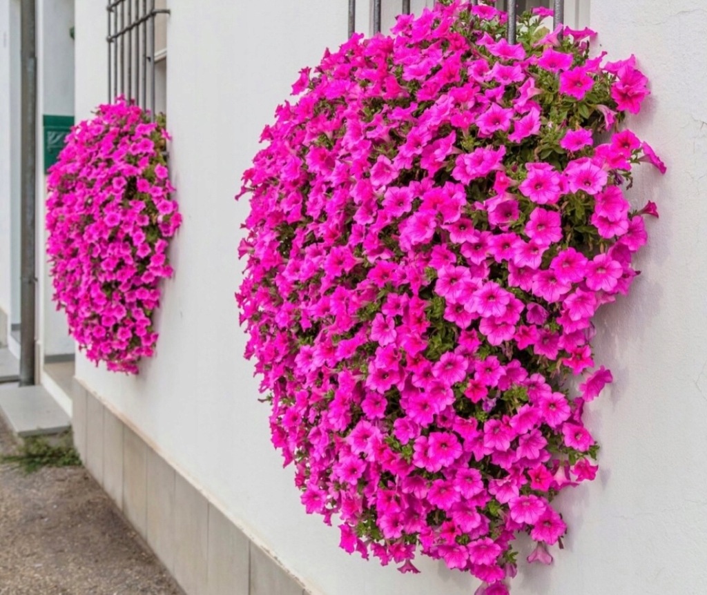 Supertunia petunia Vista FUCHSIA sadzonka - 13418139947 - oficjalne ...