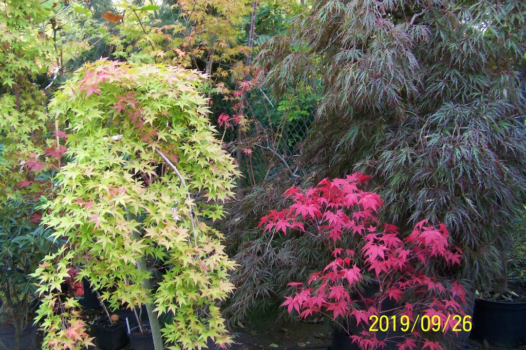 klon japoński palmowy szczepiony pendula Okai inny - 8196206541 ...