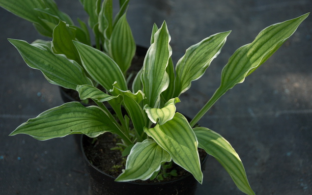 FUNKIA -niska szybko rosnąca Hosta 'Iced Lemon' - 5944817586 ...