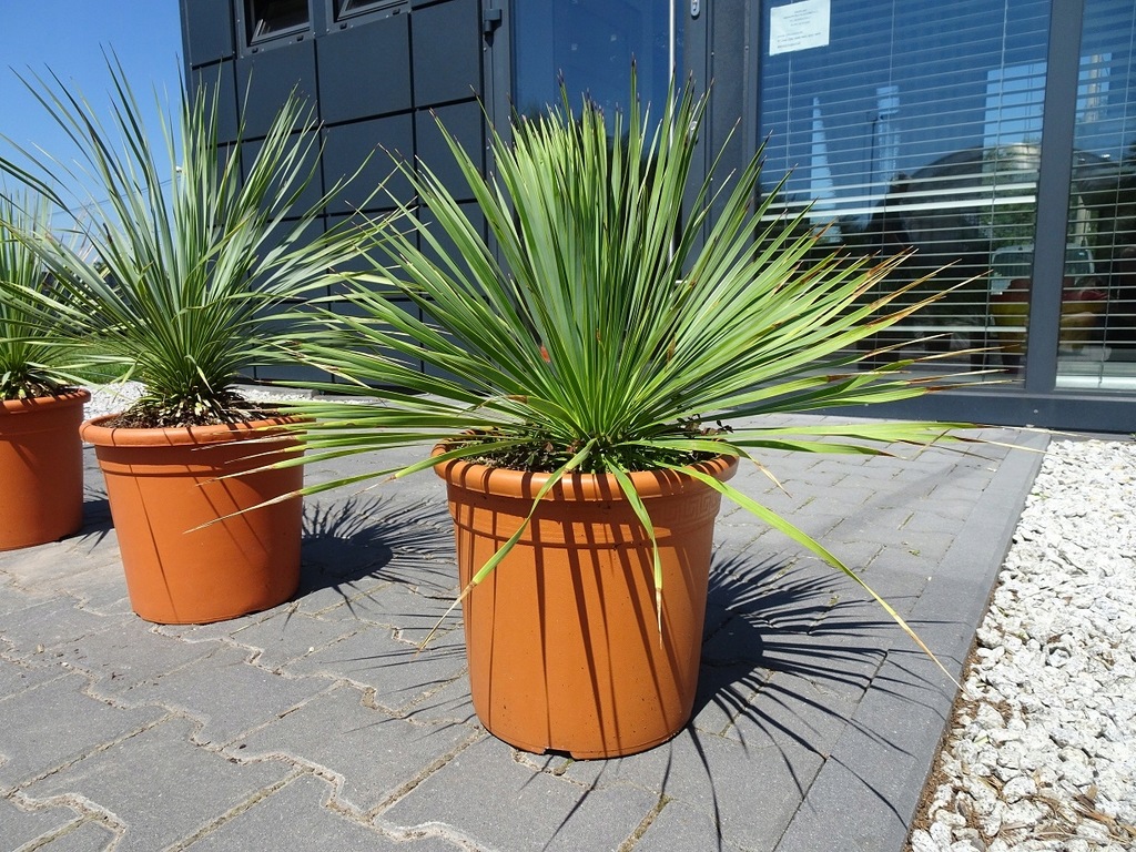 JUCCA ROSTRATA PALMA MROZOODPORNA YUCCA JUKA YUCA - 12466916711 ...