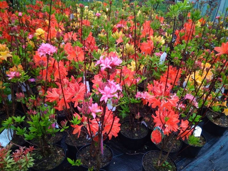 Azalia wielkokwiatowa Rhododendron Duże sadzonki - 9140195992 ...