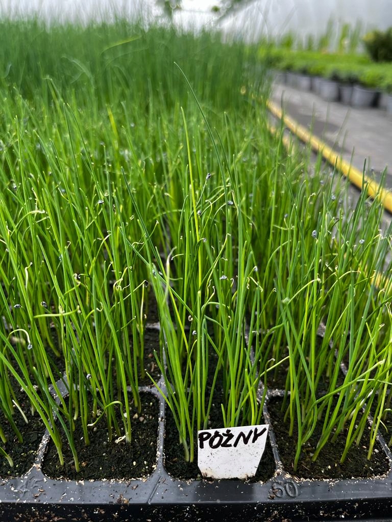 Por późny-Blizzard-Rozsada pora-sadzonki - 13492669153 - oficjalne ...