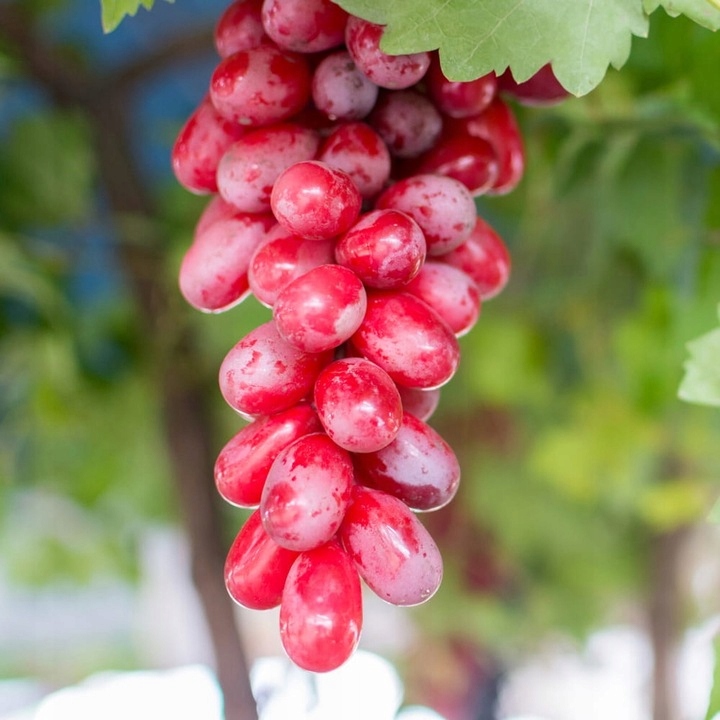 Winorośl winogrono różowe słodkie SADZONKA - 13279742595 - oficjalne ...