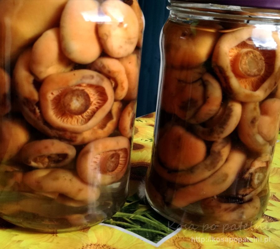 GRZYBY RYDZE W OCCIE MARYNOWANE 330ml z Piwnicznej - 12967378791 ...