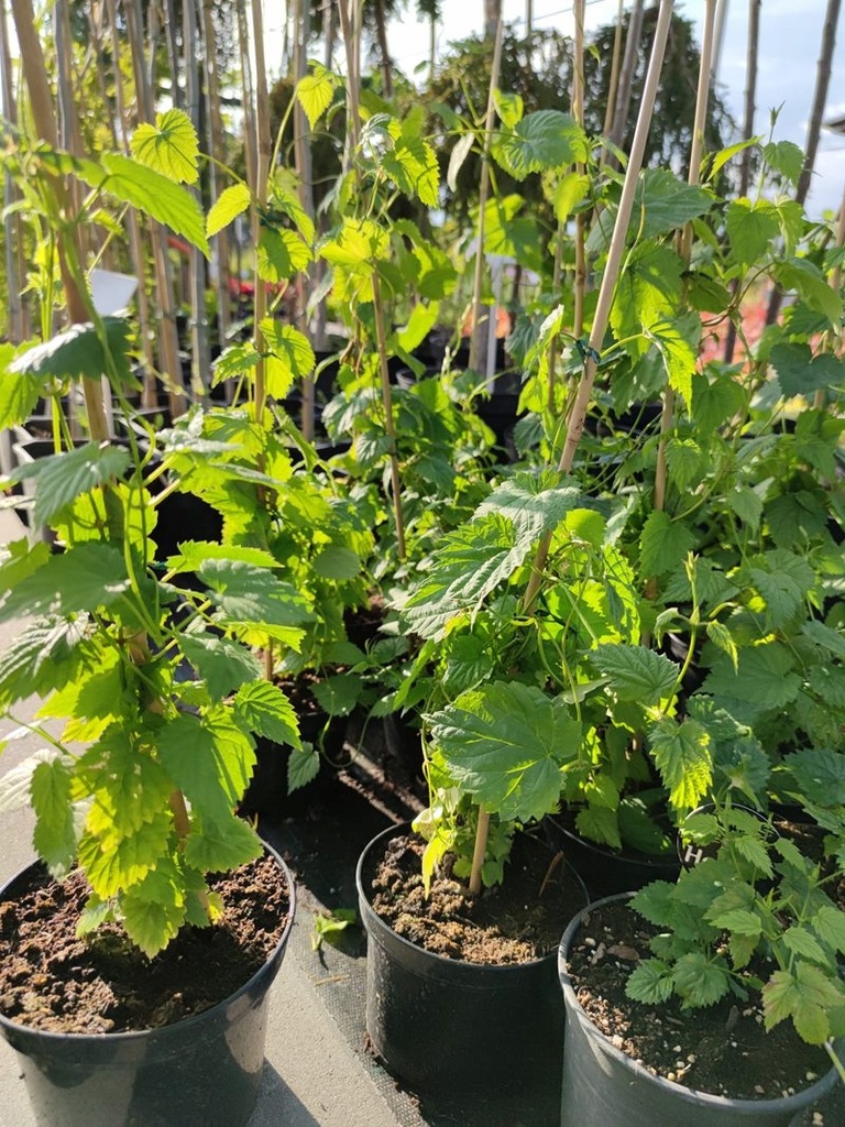Chmiel HOPS sadzonki 50cm W DONICY dekoracyjny - 10818331897 ...