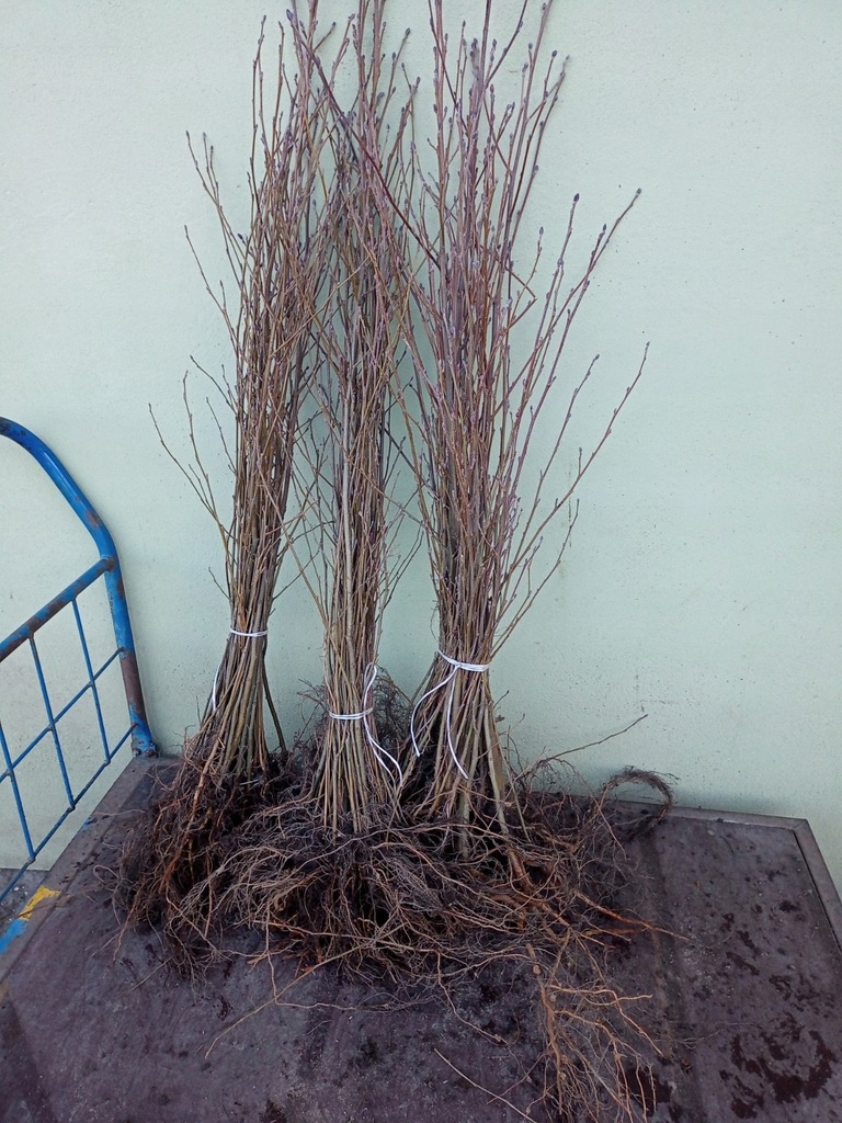 Olcha olsza czarna sadzonki 60cm komplet 50 sztuk - 13441136890 ...