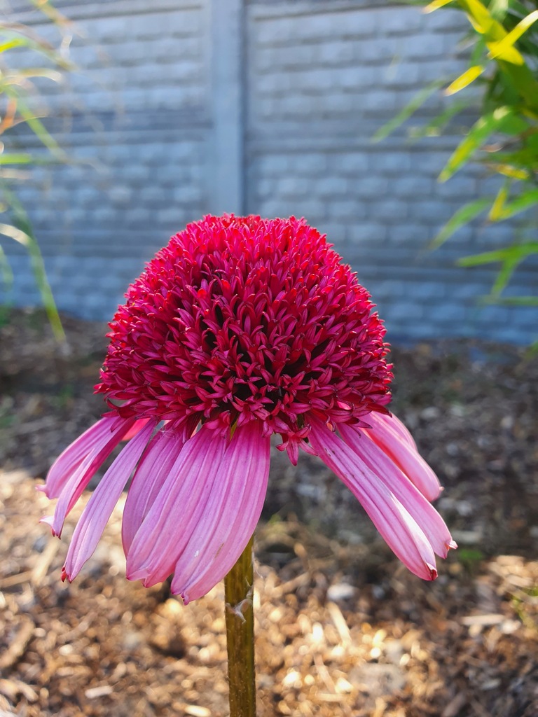 Jeżówka Echinacea SUMMER CANDY sadzonka C2 - 12228131992 - oficjalne ...