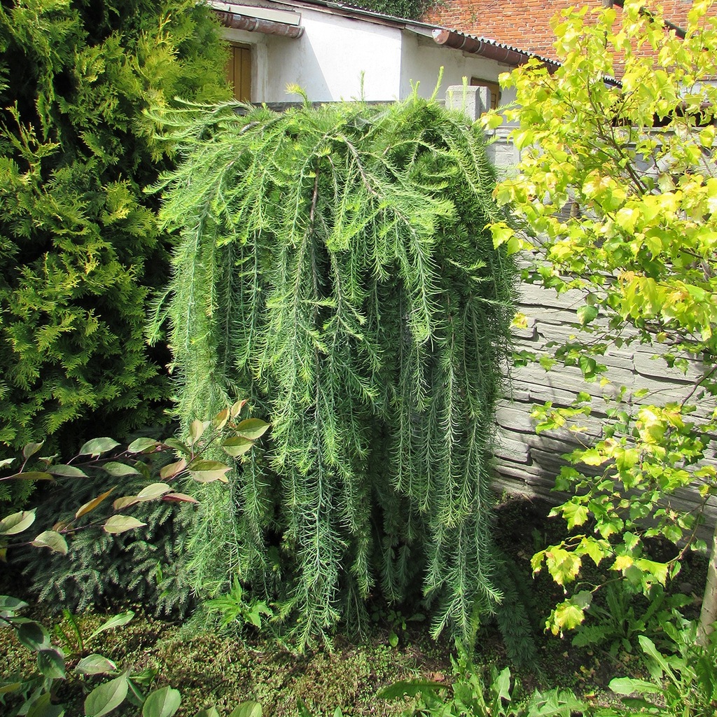 Modrzew europejski Pendula NA PNIU - 12811838697 - oficjalne archiwum ...