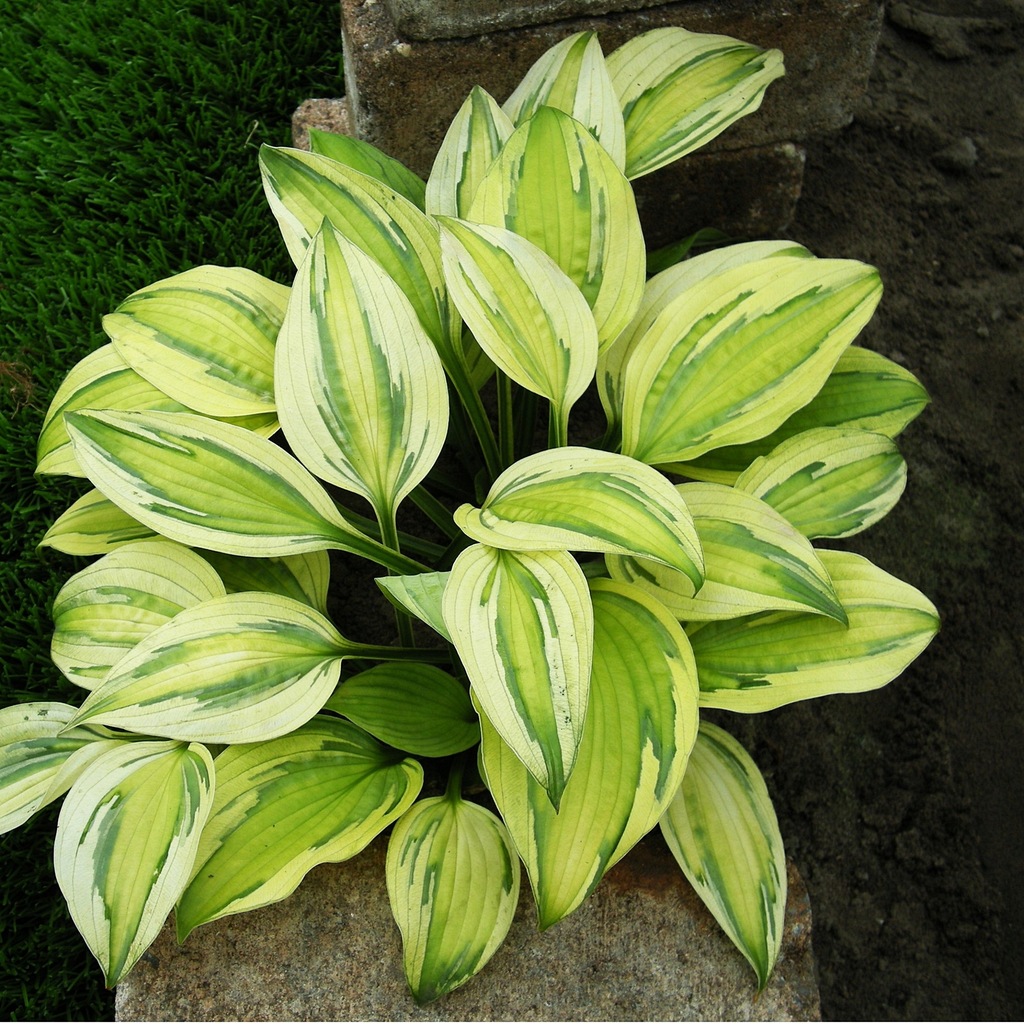 Hosta Funkia Captain's Adventure 1 szt Hosty sadzonka sadzonki Funkie ...