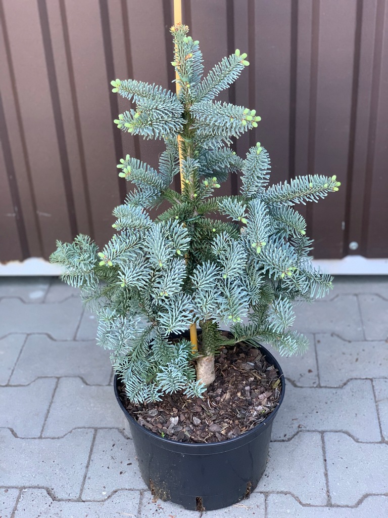 Niebieska Jodła szlachetna 'Glauca' duża roślina - 12150122019 ...