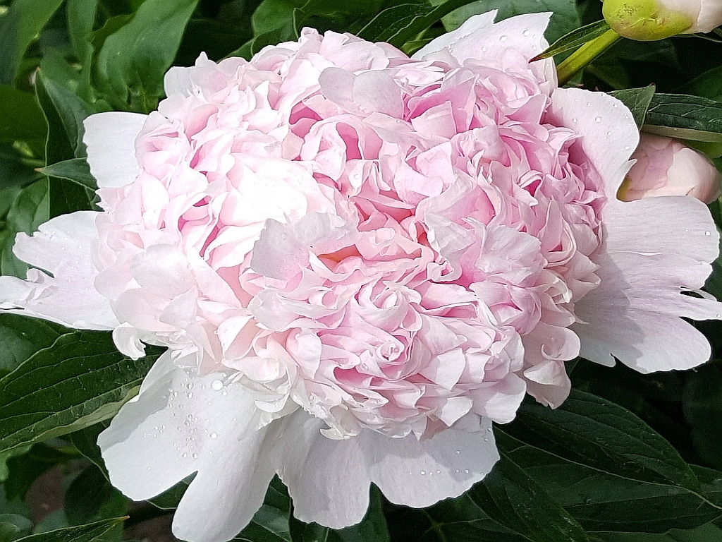 PIWONIE - PIWONIA SARAH BERNHARDT 1szt - 10678484350 - oficjalne ... PIWONIE - PIWONIA SARAH BERNHARDT 1szt - 10678484350 - oficjalne ...