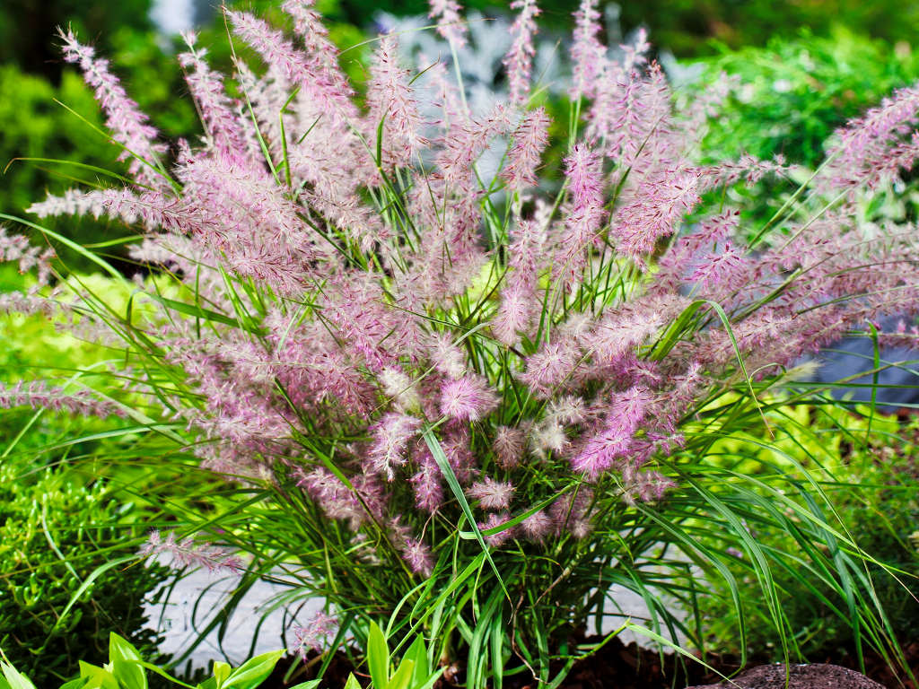 TRAWA ROZPLENICA PANNISETUM KARLEY ROSE 1 SZT. - 11685156566 ...