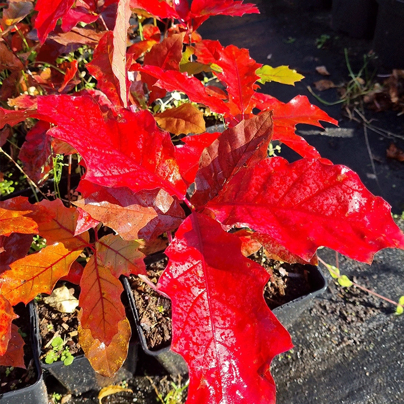 Dąb czerwony, WYSOKIE, OKAZAŁE DRZEWO sadzonka - 13183993461 ...