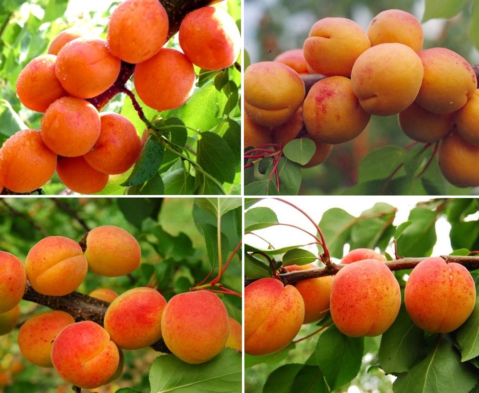 MORELA PAKIET 4szt SOMO ZALESZCZYCKA EARLY ORANGE - 7419581392 ...