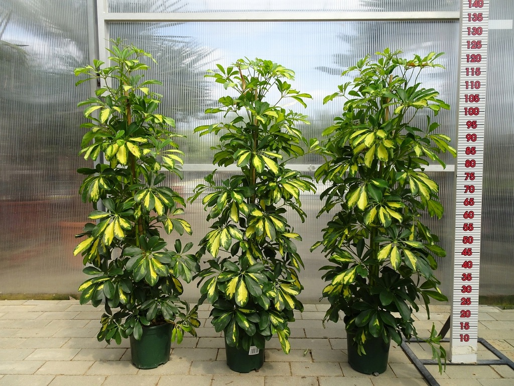 SZEFLERA SCHEFFLERA GOLD CAPELLA NA PNIU ROŚLINA - 8032949779 ...